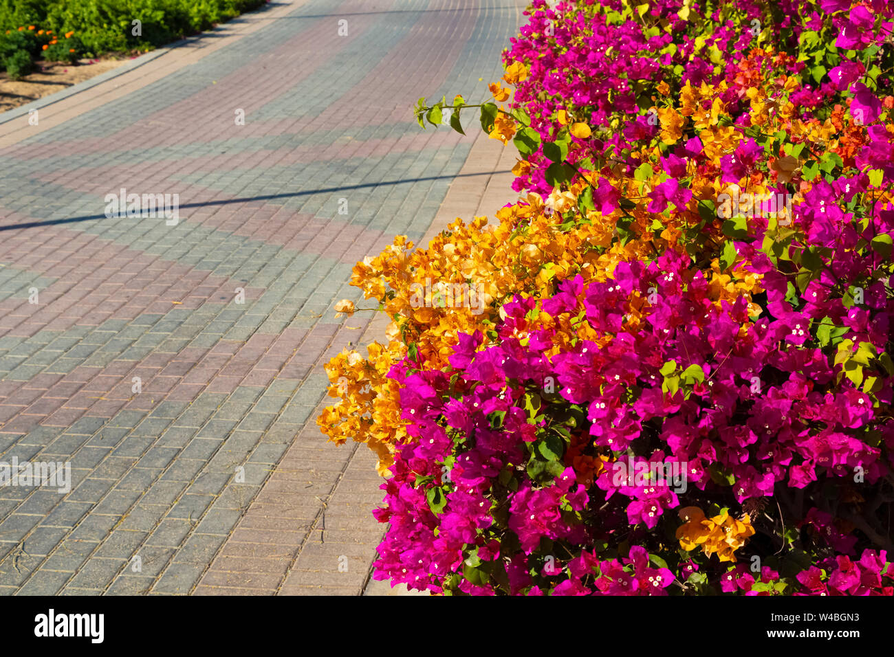Beautiful park alley with bright red flowers Stock Photo - Alamy