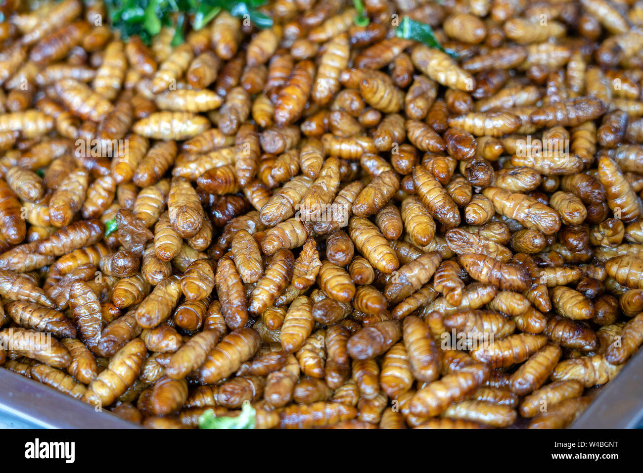 How to eat fried worms hi-res stock photography and images - Alamy