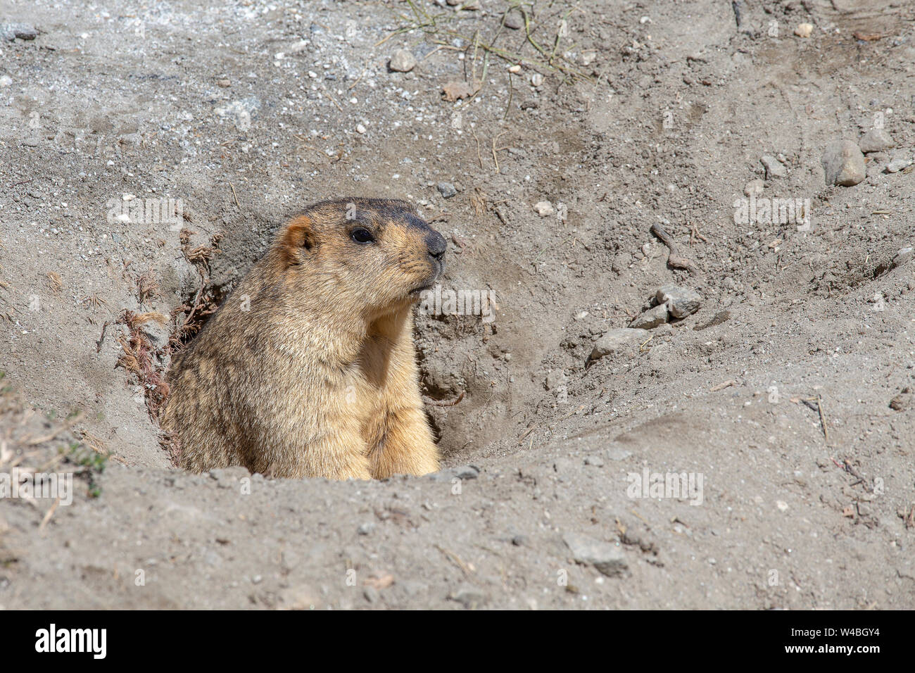 Funny marmot peeking out of a burrow in Himalayas mountain, Ladakh ...