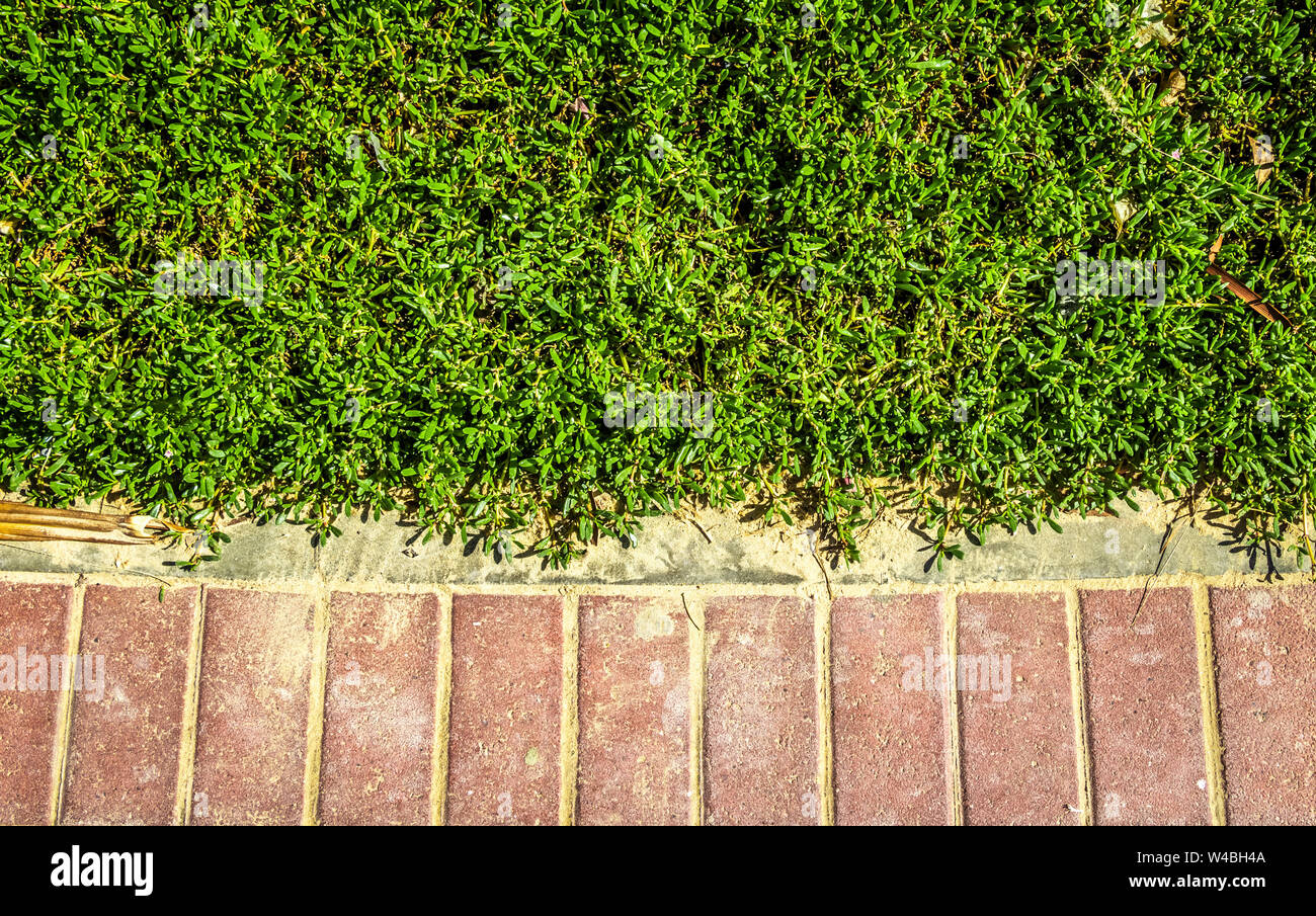 Decorative neatly trimmed bushes in the park along the cobblestone ...