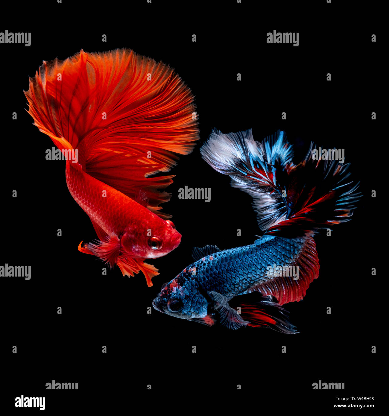 Betta fish Fight in the aquarium black blackground Stock Photo - Alamy