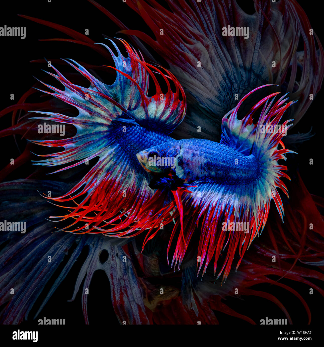 betta Fighting fish Stock Photo - Alamy