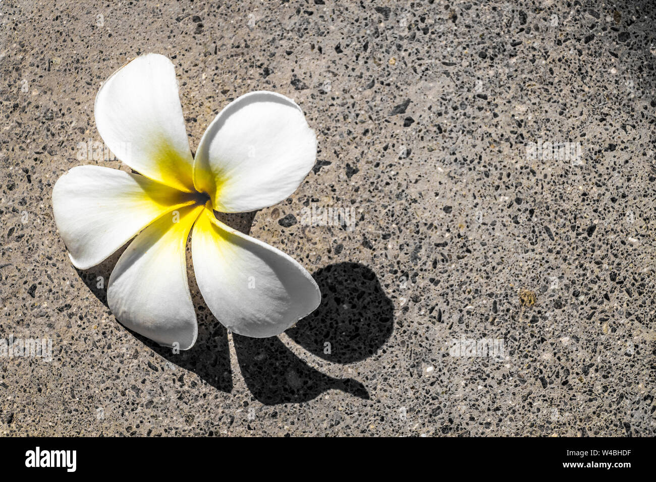 Fallen single flower lies on the pavement Stock Photo - Alamy