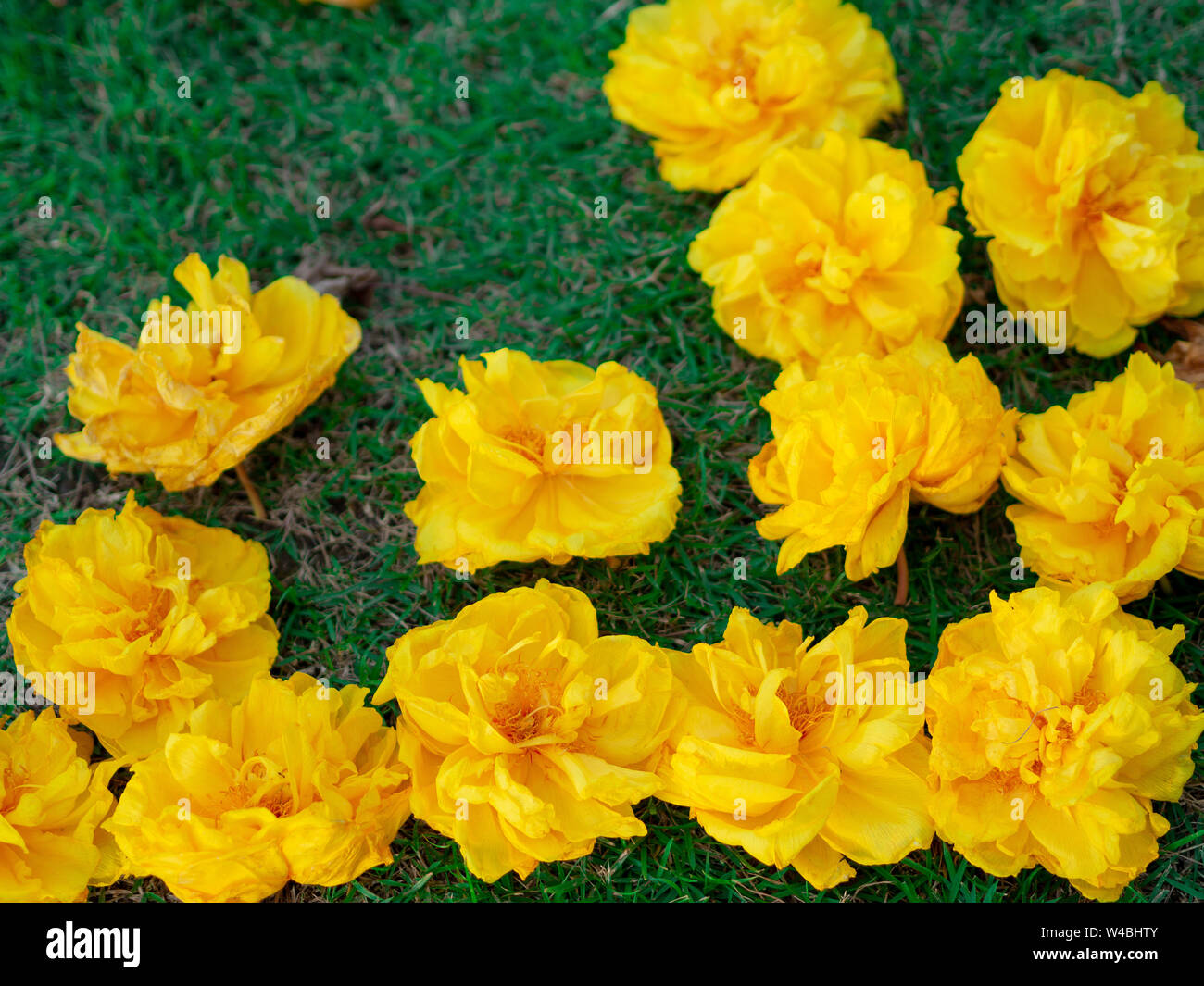 Yellow flowers background( Golden Tree, Yellow Pui Stock Photo - Alamy