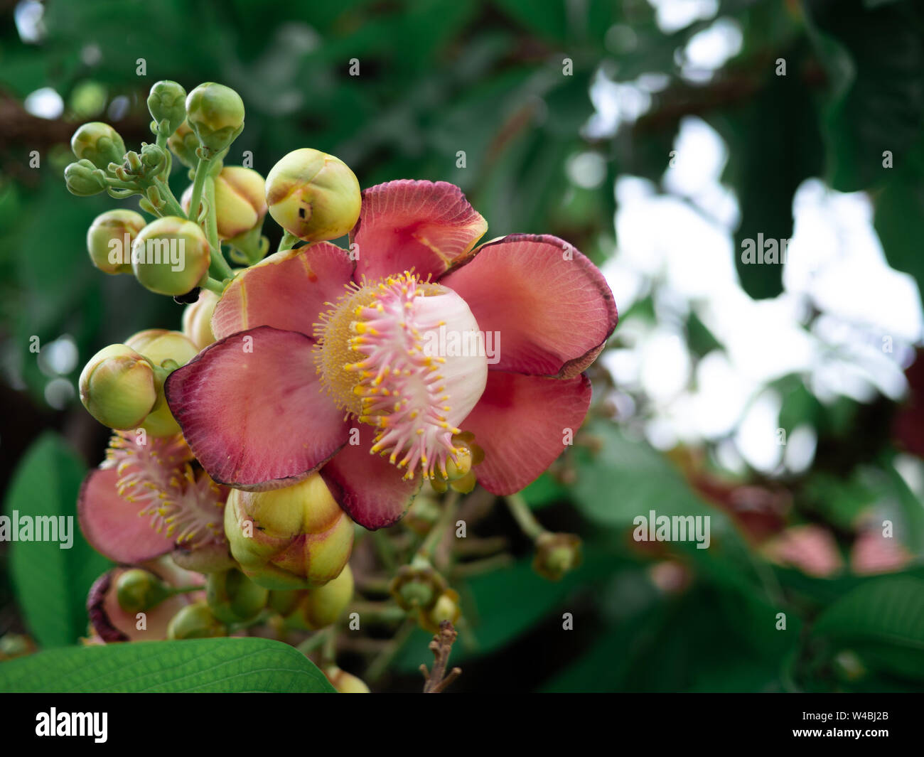 Sala flora or Shorea robusta flower on Cannonball Tree and the sal tree ...