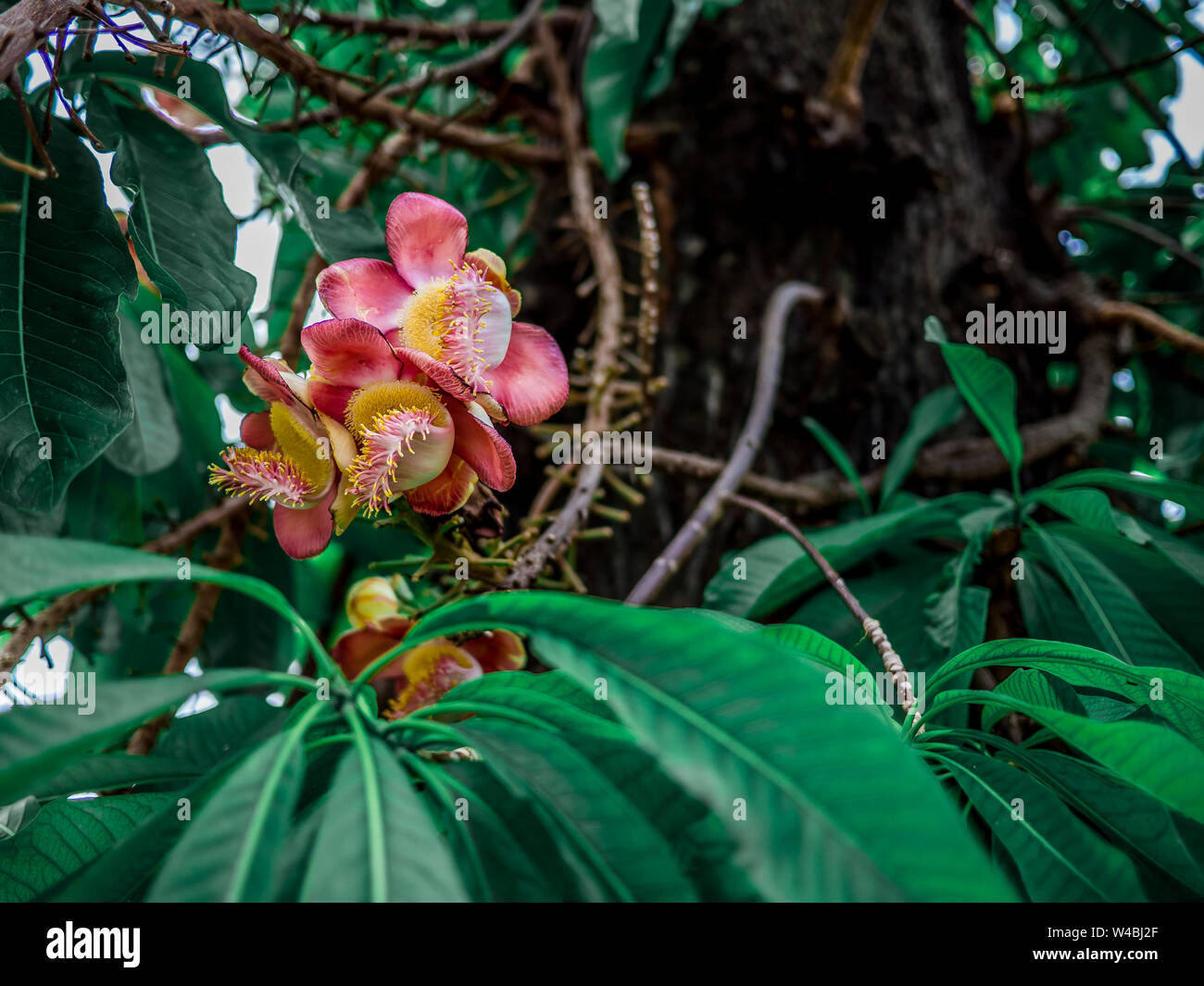 Shorea robusta leaves hi-res stock photography and images - Alamy