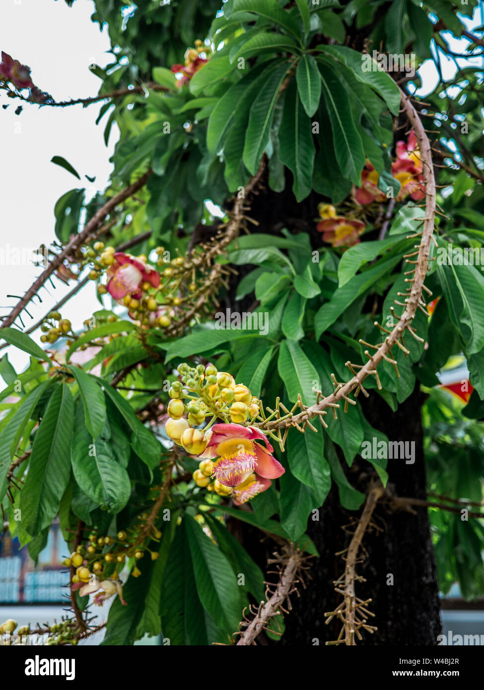 Sala flora or Shorea robusta flower on Cannonball Tree and the sal tree ...
