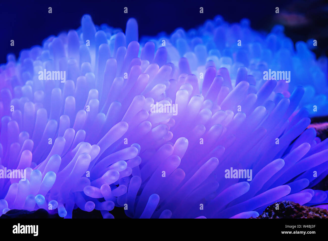 Sea anemones hi-res stock photography and images - Alamy
