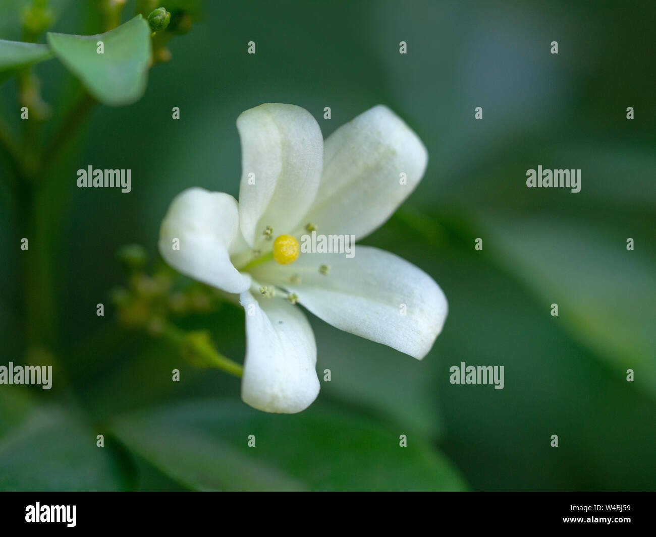 White flower of Orange Jessamine, Satin wood, Murraya exotica tree ...