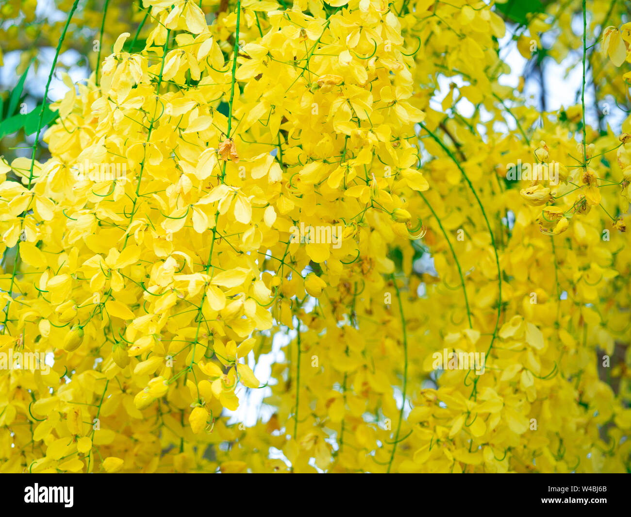 cassia fistula flower on tree (Golden Shower Tree), blossom blooming on tree with nature blurred ...