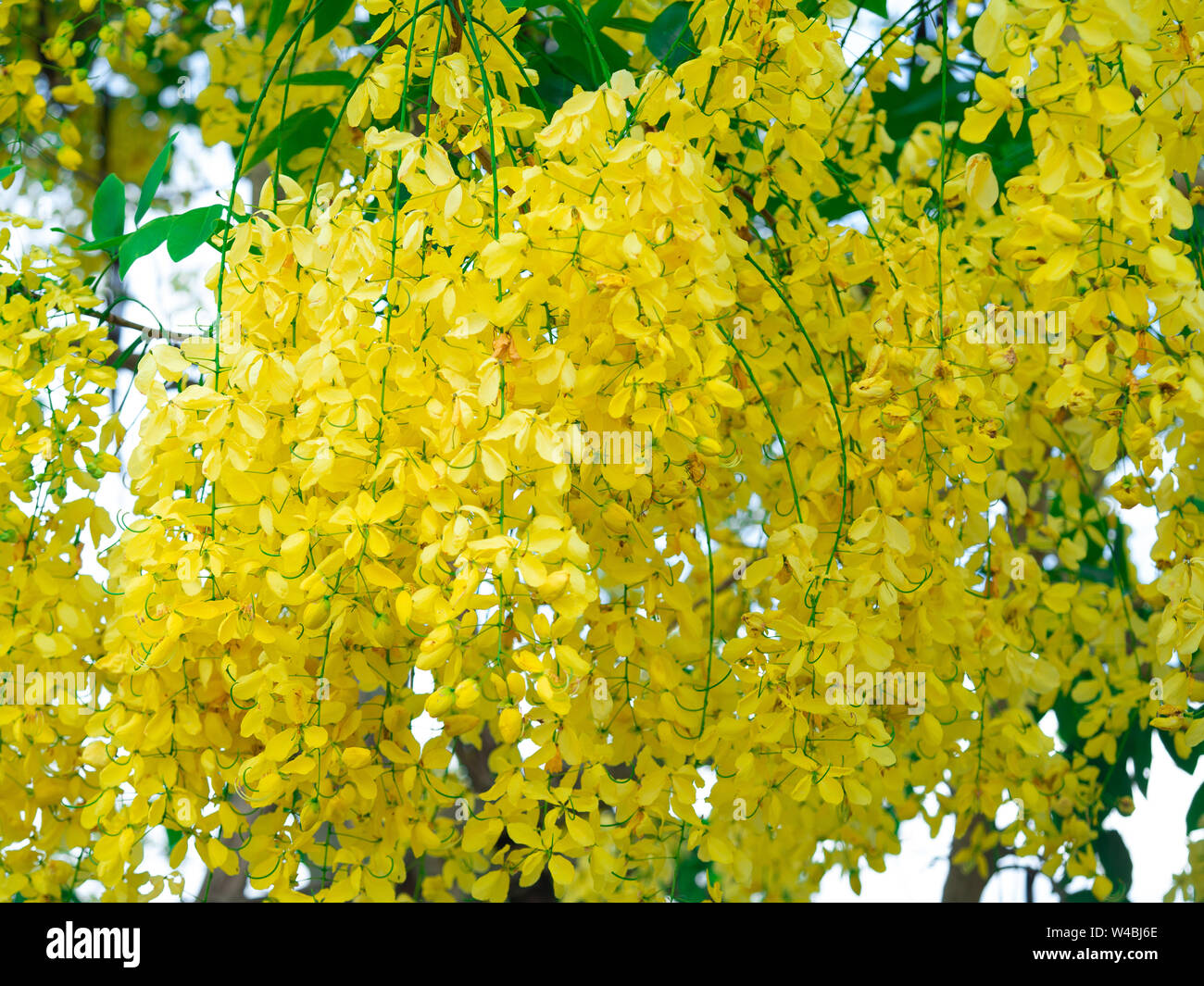 cassia fistula flower on tree (Golden Shower Tree), blossom blooming on tree with nature blurred ...