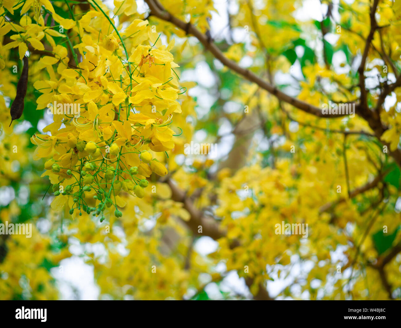 cassia fistula flower on tree (Golden Shower Tree), blossom blooming on tree with nature blurred ...