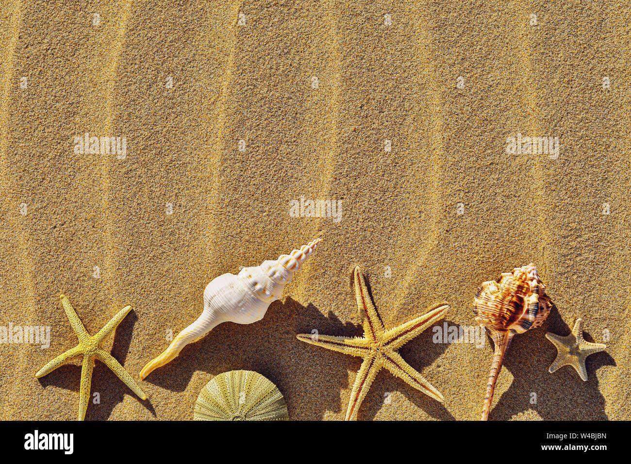 Conch shell detail beach hi-res stock photography and images - Alamy