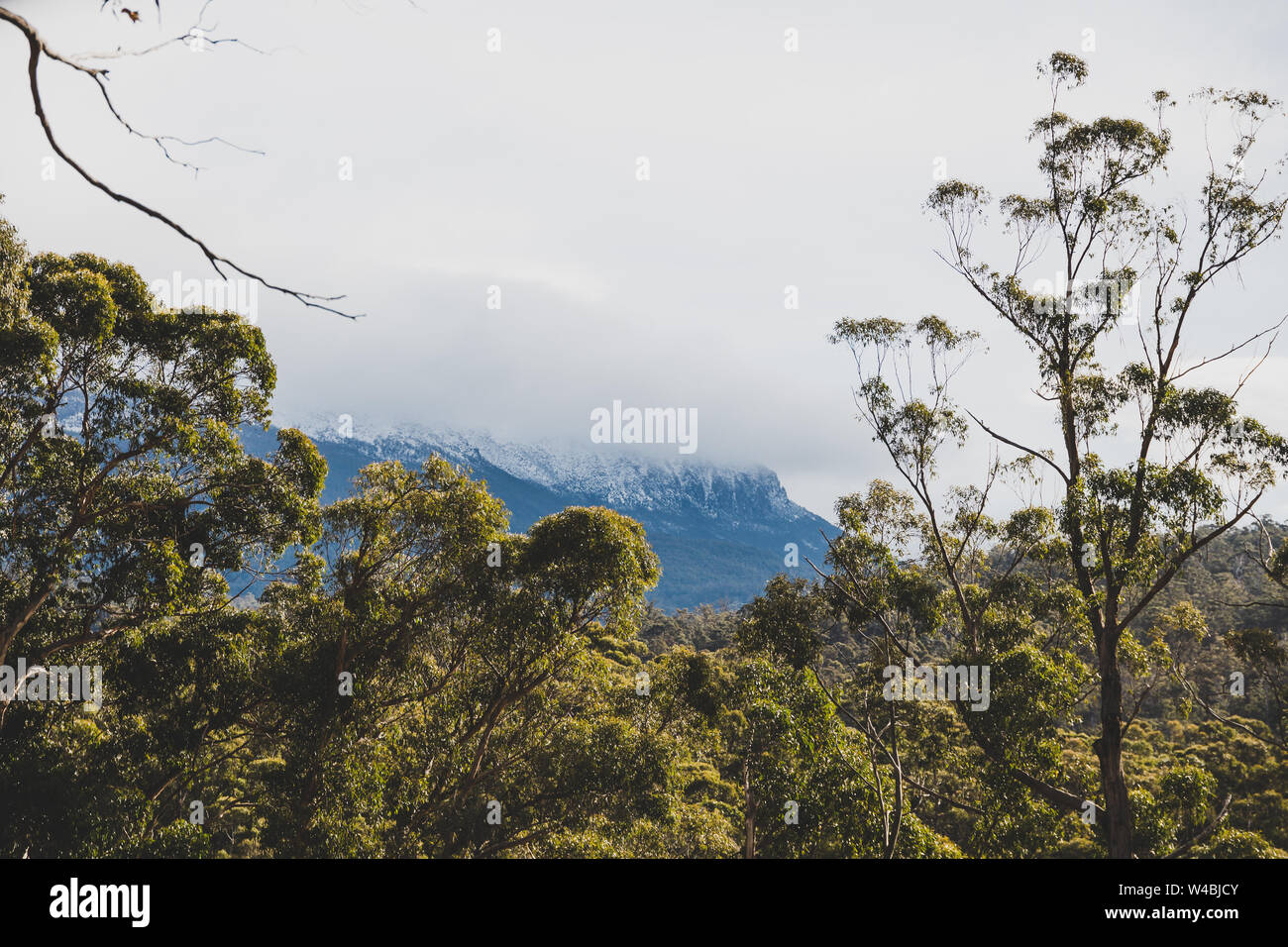 Australian countryside landscape in winter, the bush of Tasmania in the ...