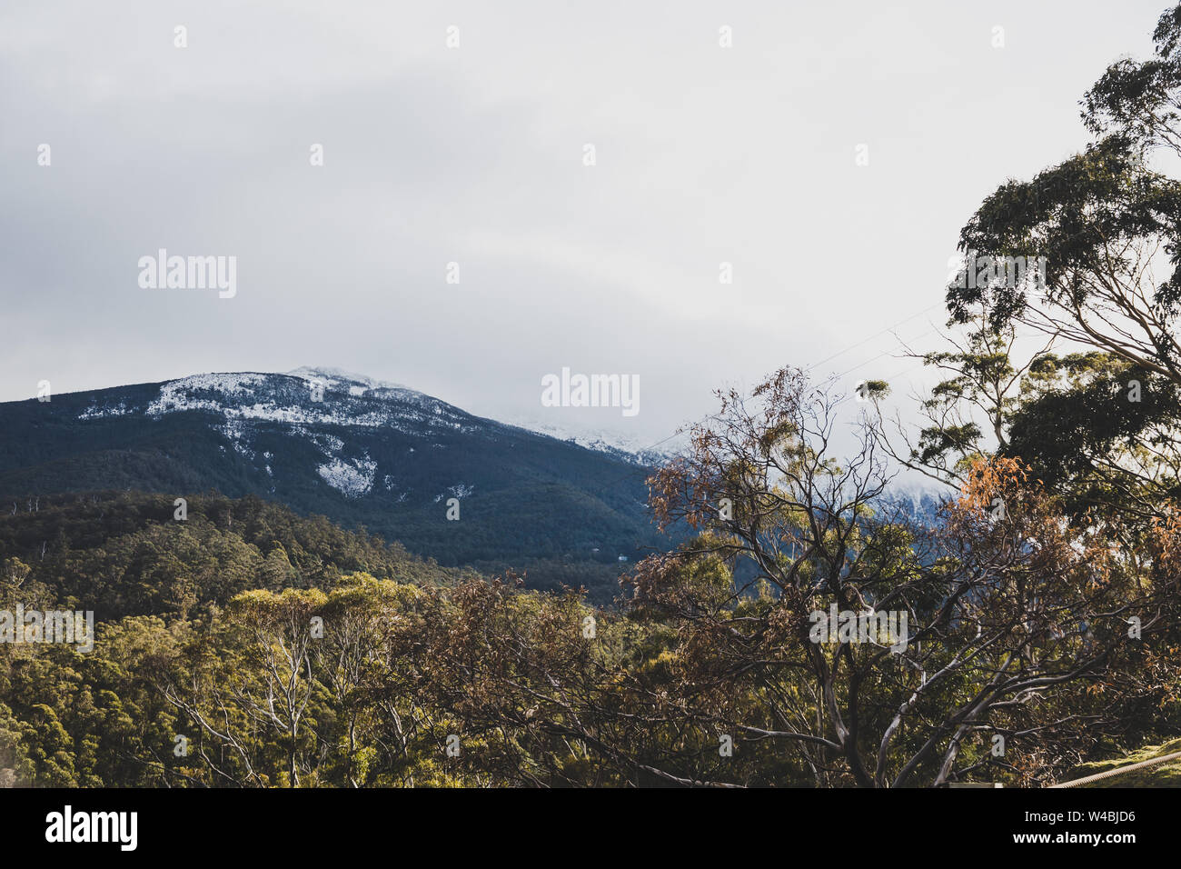 Australian countryside landscape in winter, the bush of Tasmania in the ...