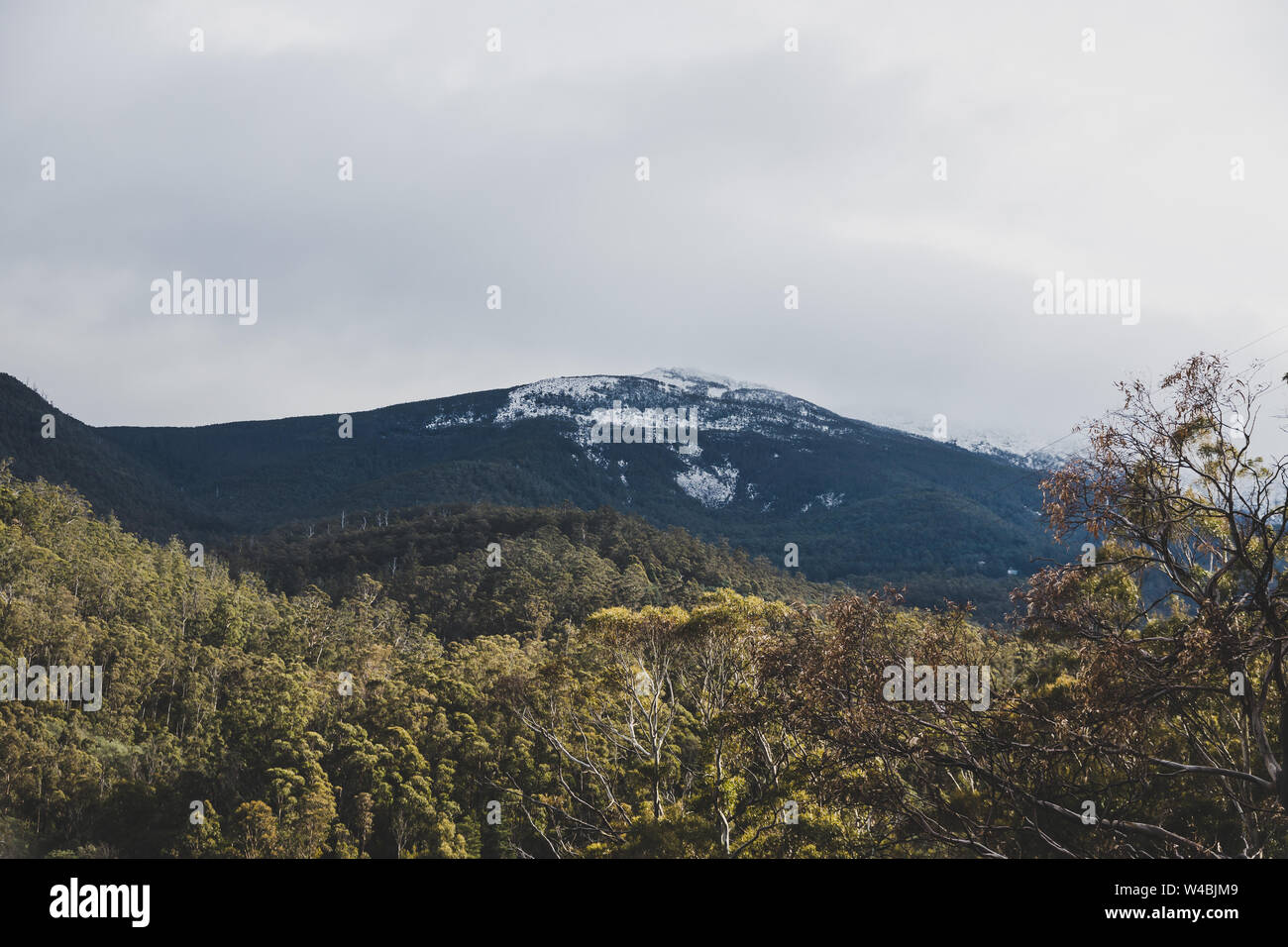 Australian countryside landscape in winter, the bush of Tasmania in the ...