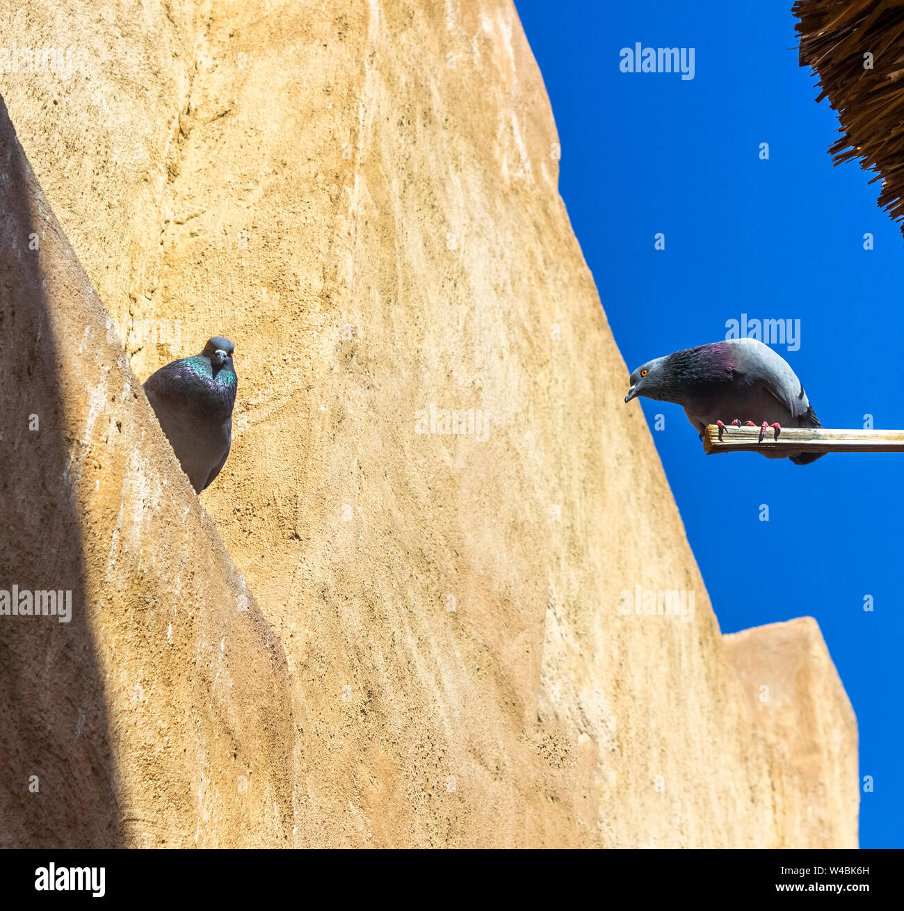 City dwelling animals hi-res stock photography and images - Alamy