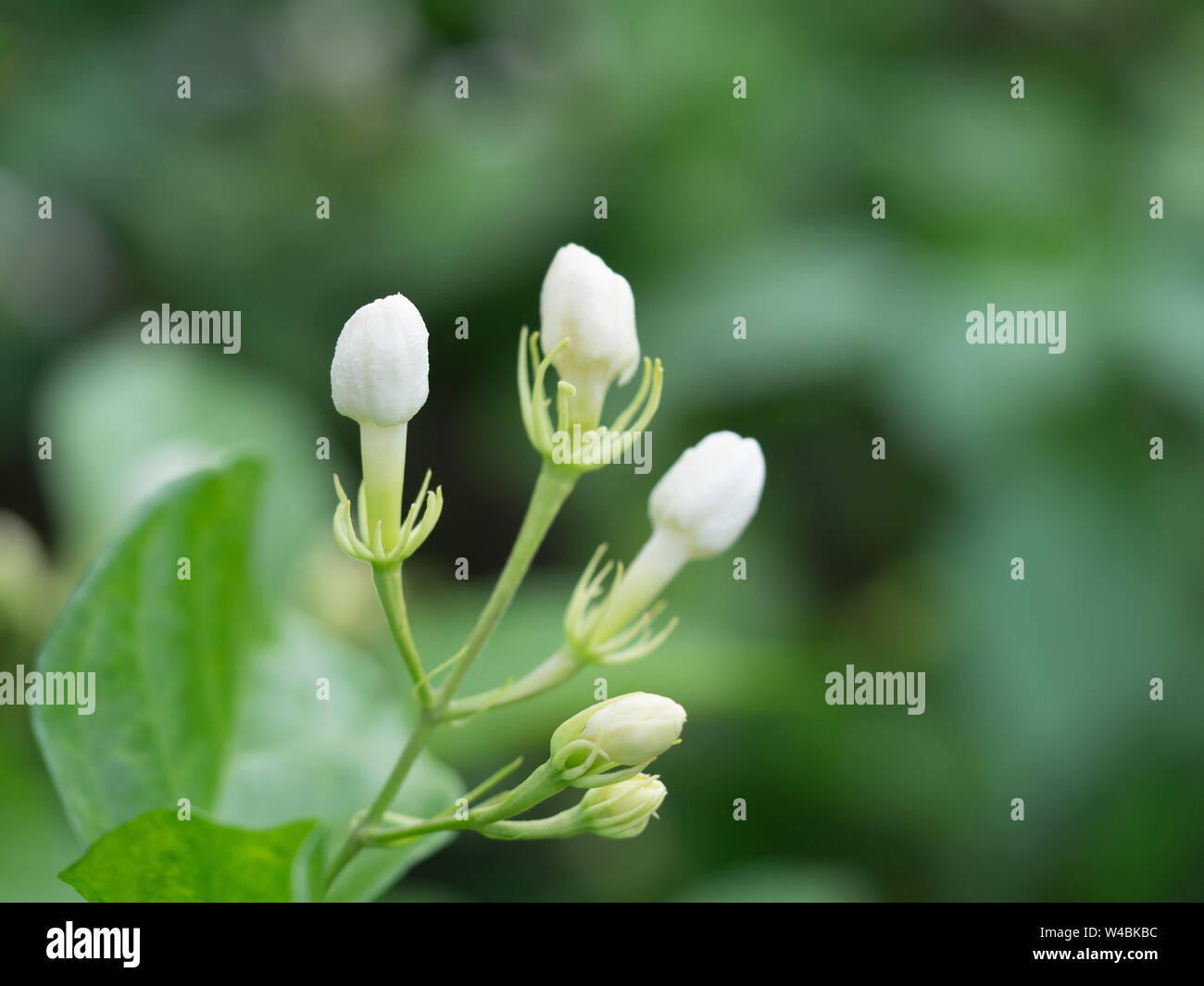 Jasmine flower in nature background Stock Photo - Alamy