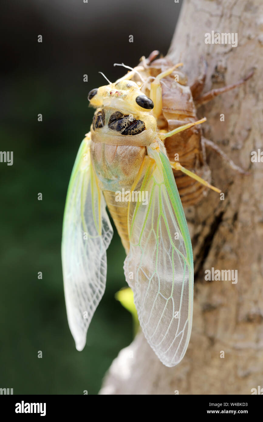 Macro image of a newly cicada molting process Stock Photo - Alamy