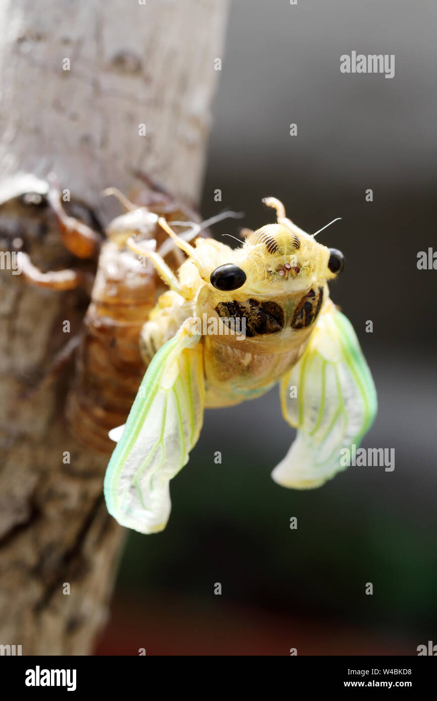 Macro image of a newly cicada molting process Stock Photo - Alamy