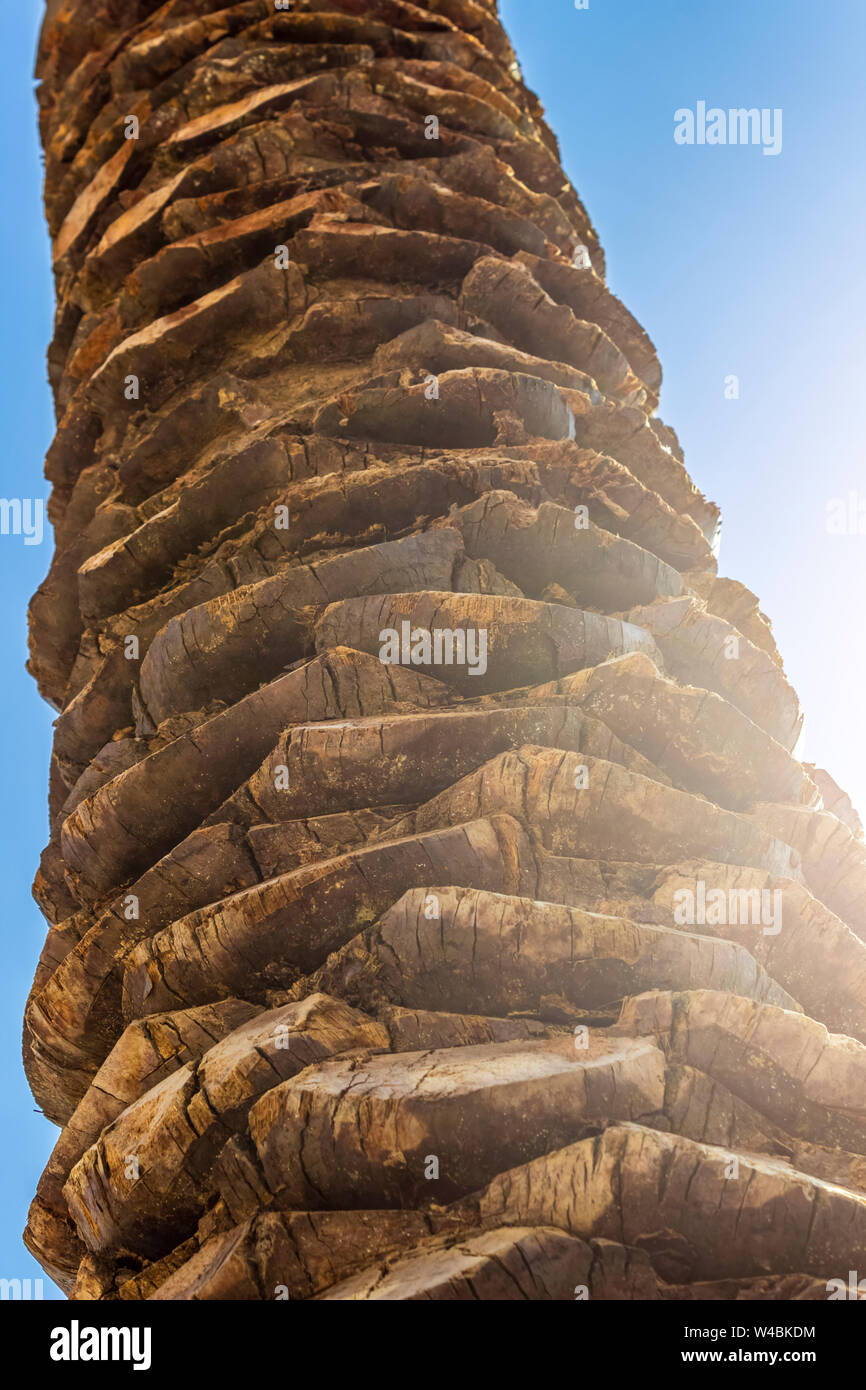 Spiral trunk palm tree hi-res stock photography and images - Alamy