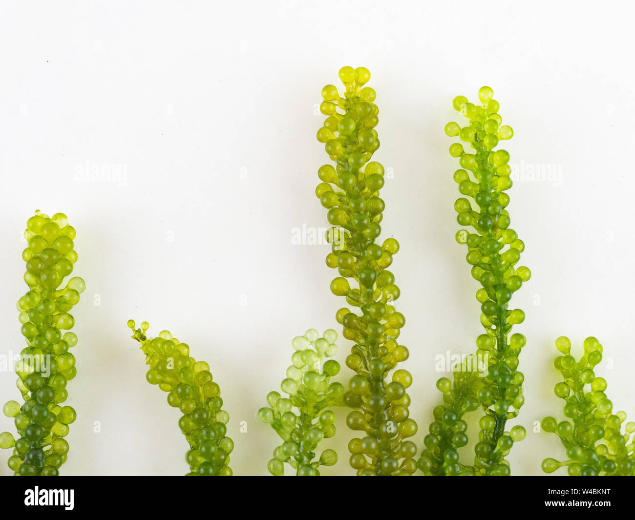 Underwater Sea Grapes