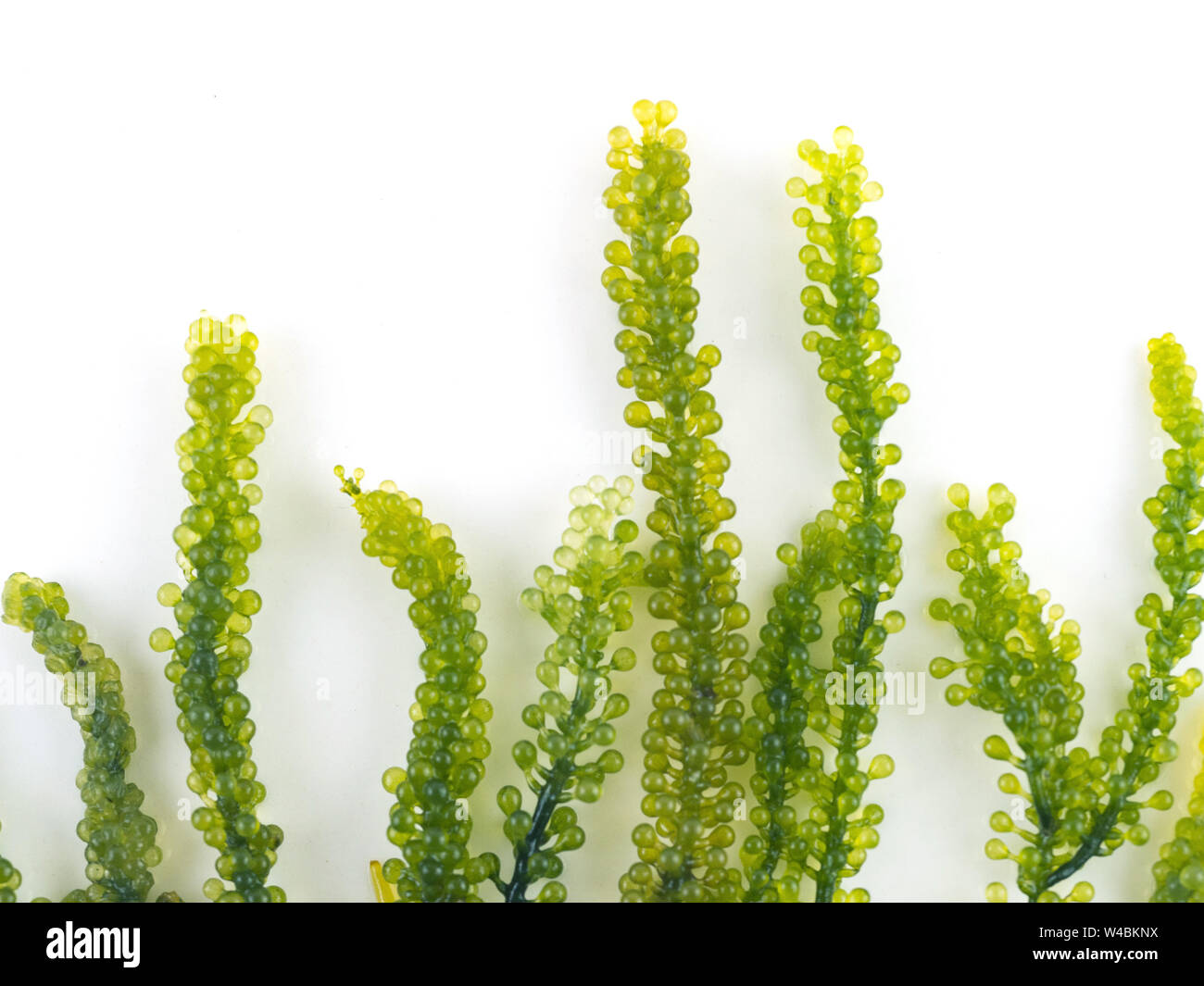 Algae grape bunch healthy food on white backgrond Stock Photo - Alamy