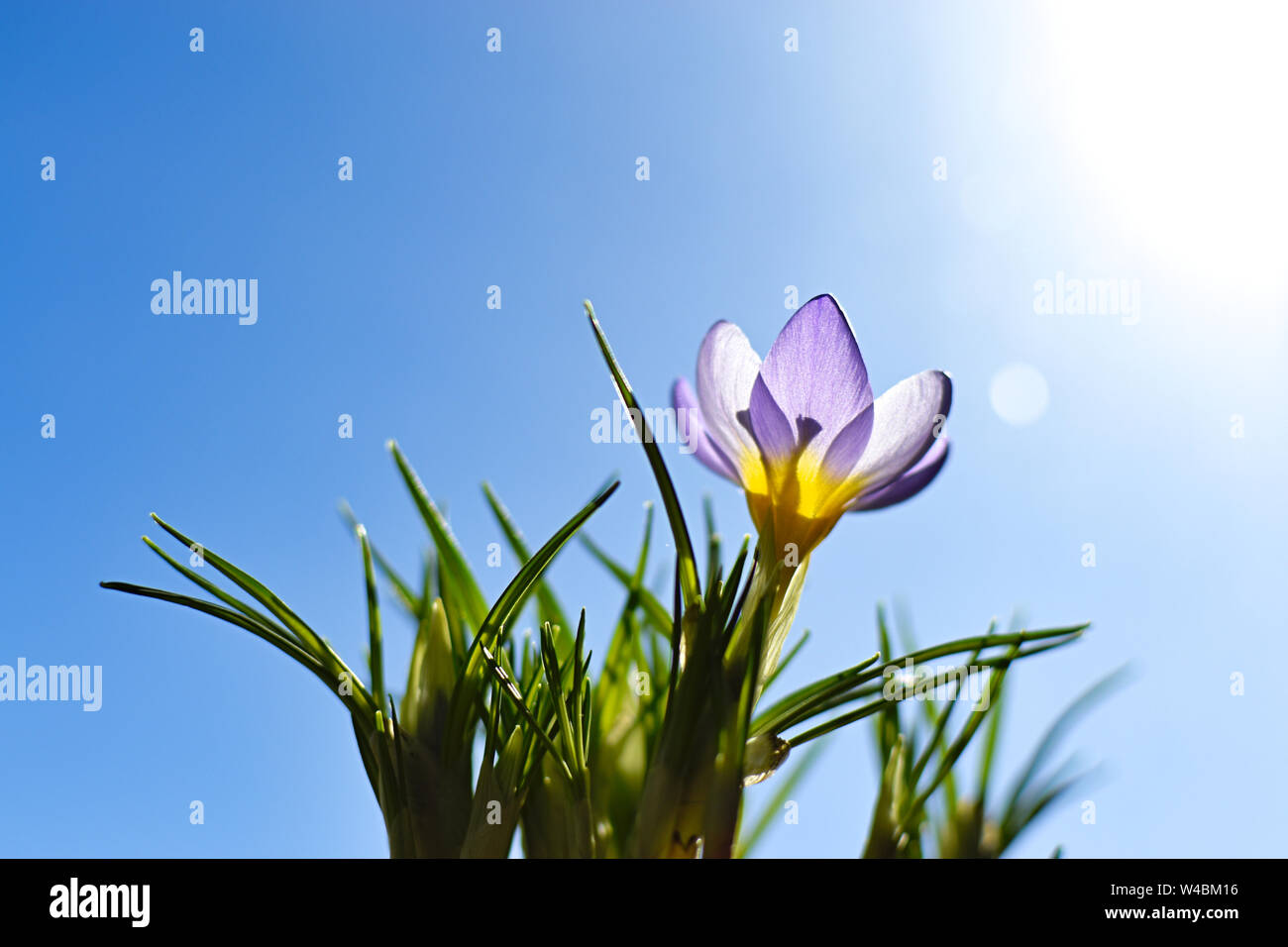 Crocus in sunlight hi-res stock photography and images - Alamy