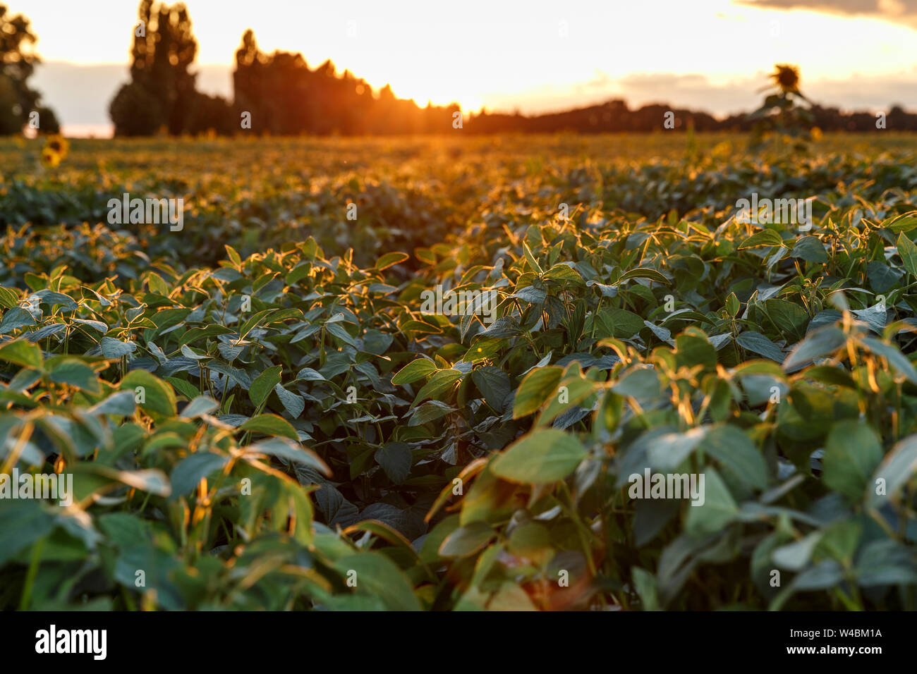 Farming bean production farm field hi-res stock photography and images ...