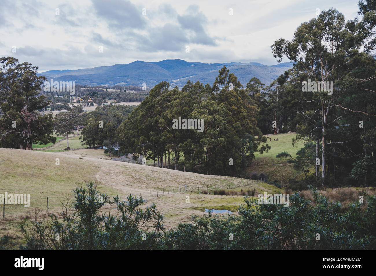 Houn hi-res stock photography and images - Alamy