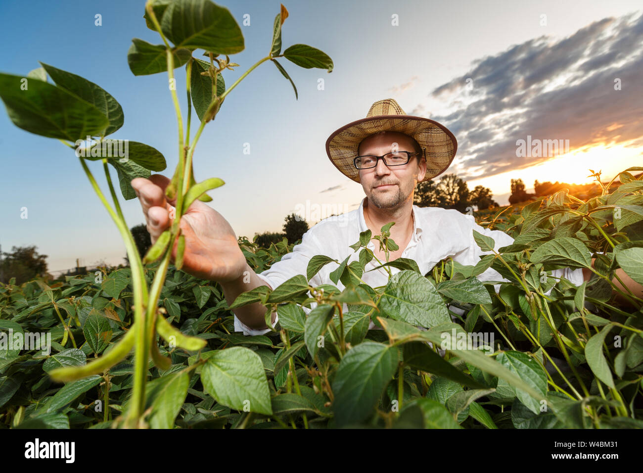 Soya bean production hi-res stock photography and images - Alamy