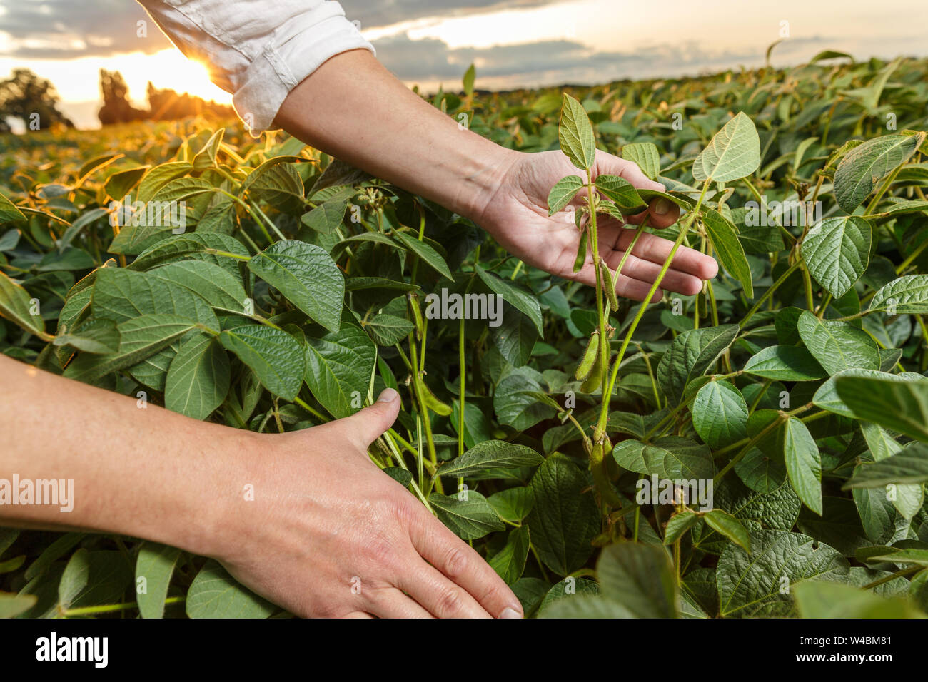 Bean crops hi-res stock photography and images - Alamy