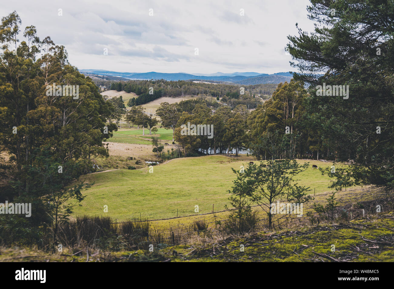 Australian countryside landscape in winter, the bush of Tasmania in the ...