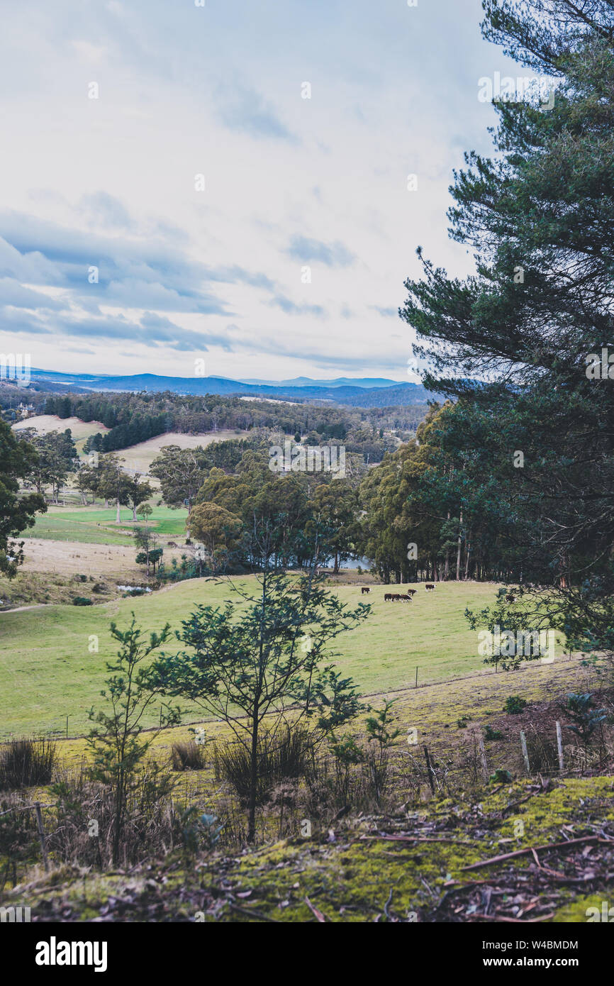 Australian countryside landscape in winter, the bush of Tasmania in the ...