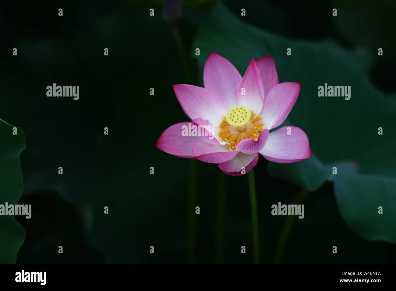 Full blown lotus flower head hi-res stock photography and images - Alamy