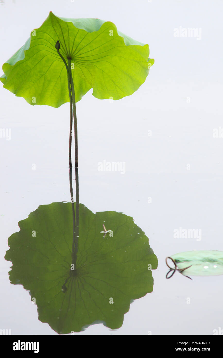 single new born lotus flower lean on green Lotus tree, refect on water ...