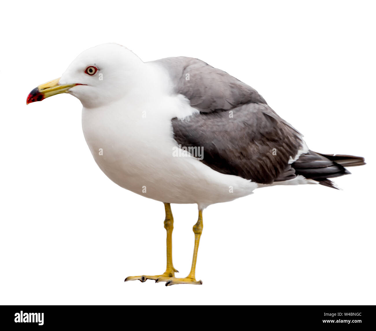 Seagull bird. Close-up view. Isolated on white Stock Photo - Alamy