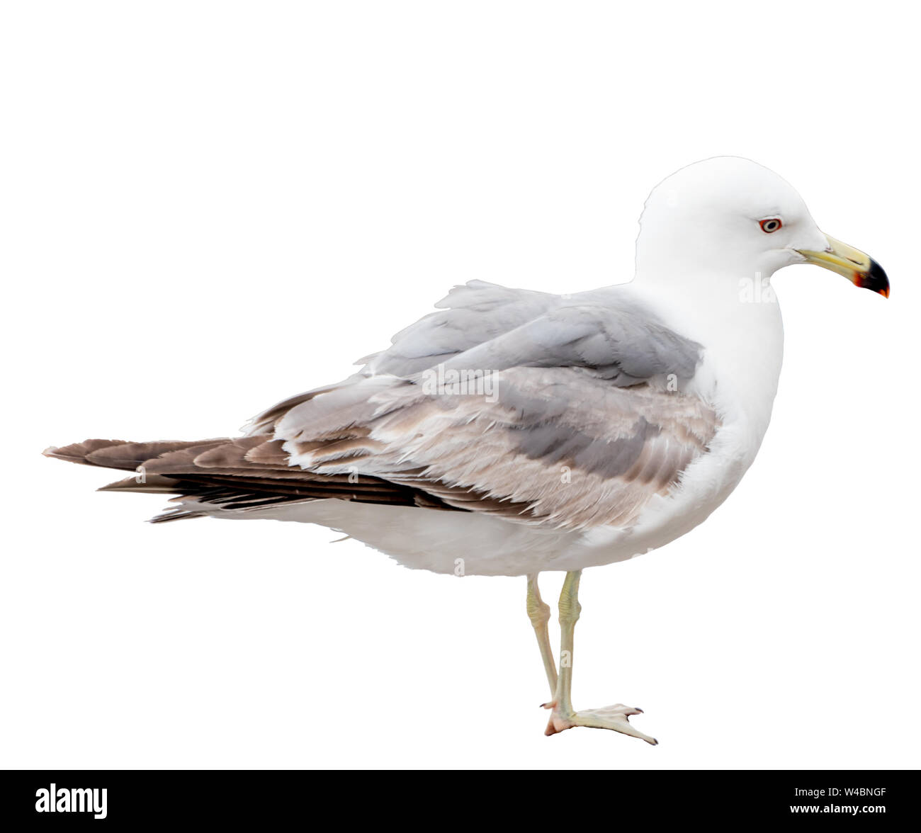 Seagull bird. Close-up view. Isolated on white Stock Photo - Alamy