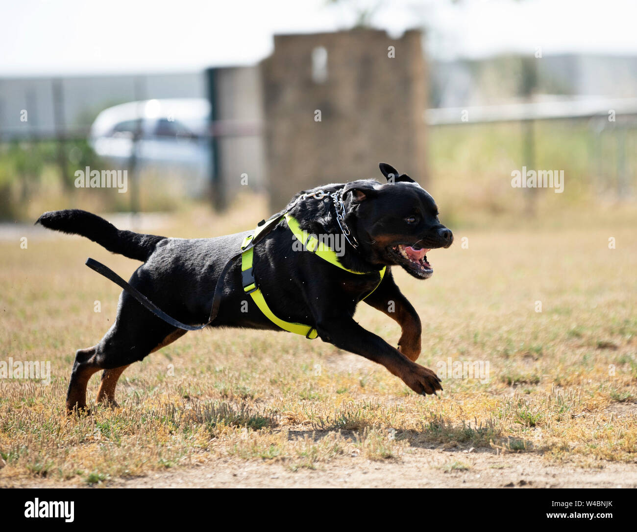 Angry Dog Running High Resolution Stock Photography and Images - Alamy