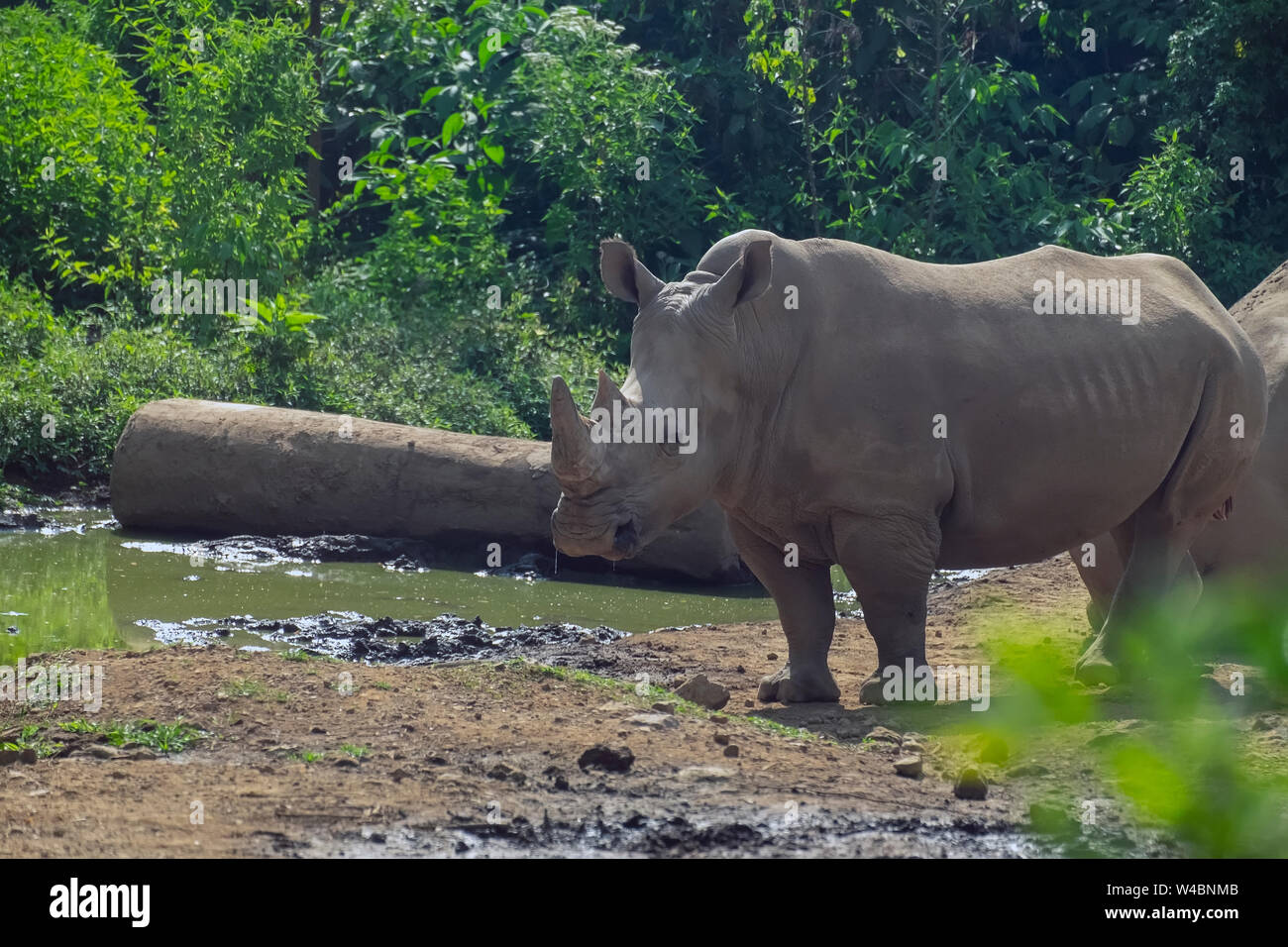 MALE JAVAN RHINOCEROS AT SAFARI PARK OF INDONESIA Stock Photo - Alamy