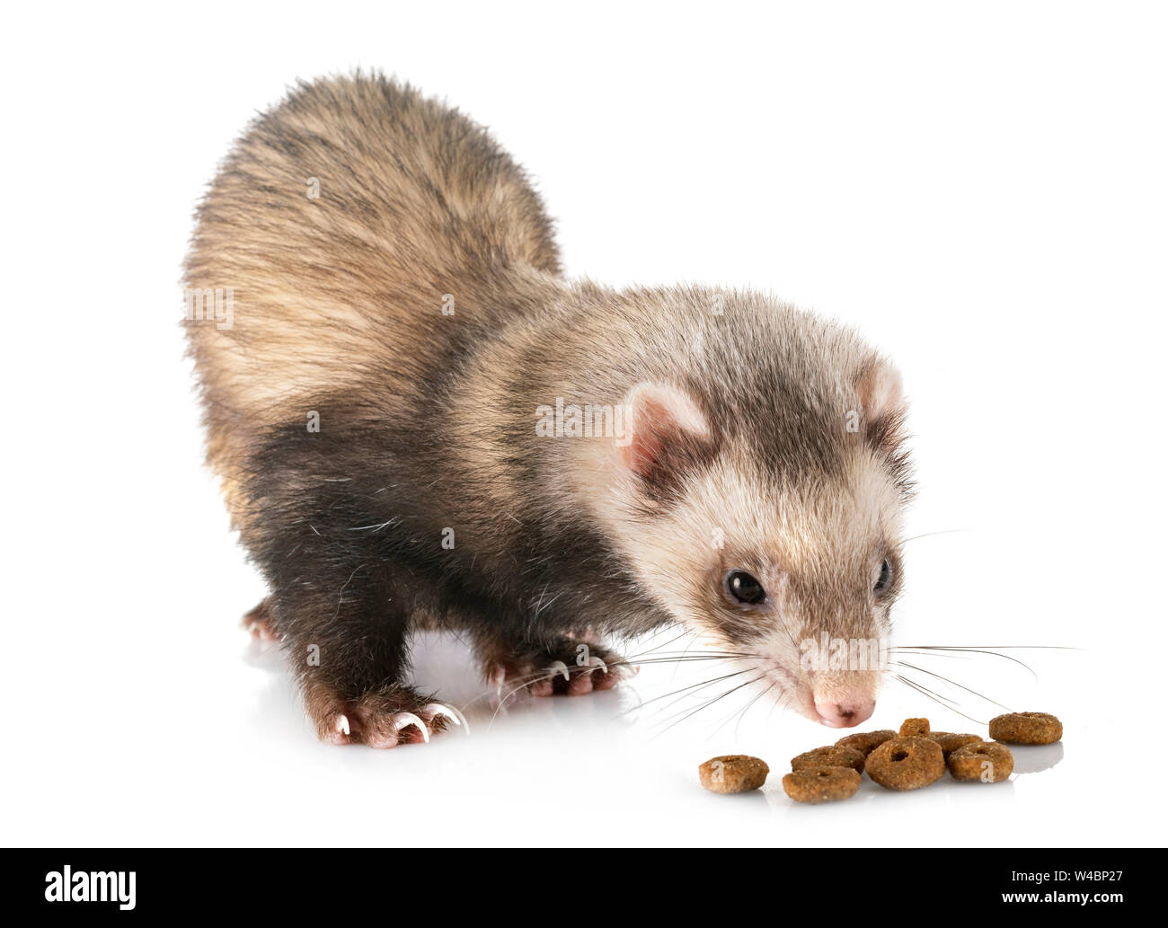 brown ferret in front of white background Stock Photo - Alamy