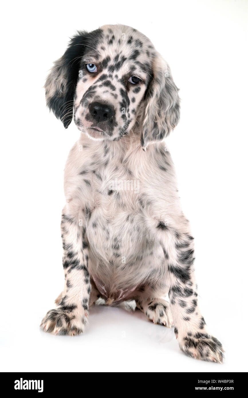 puppy english setter in front of white background Stock Photo - Alamy