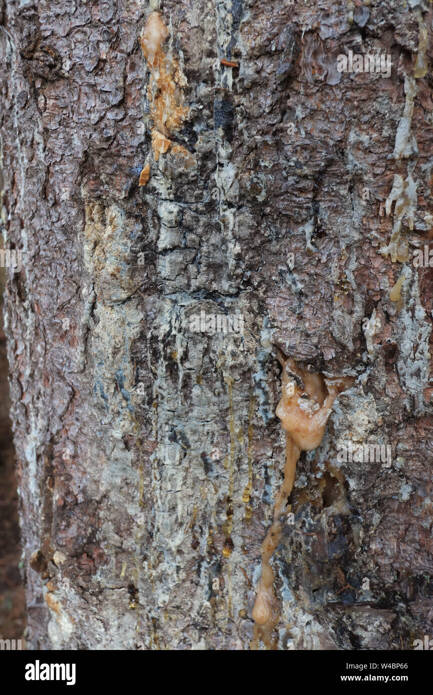 Czech Republic,Poldovka, sap running down the damaged spruce tree Stock ...