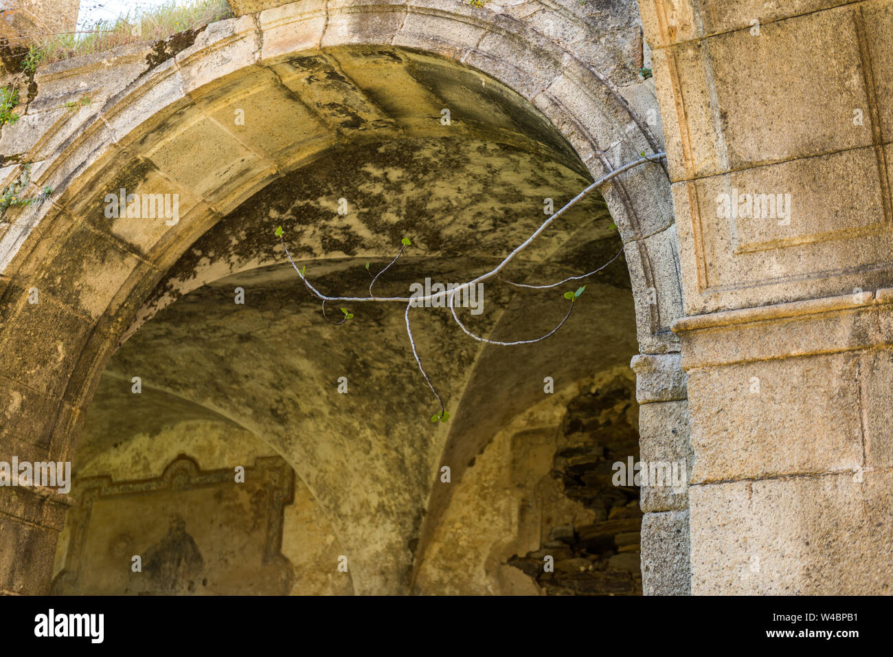 A fig tree branch grows in an arch of the cloister of the abandoned ...