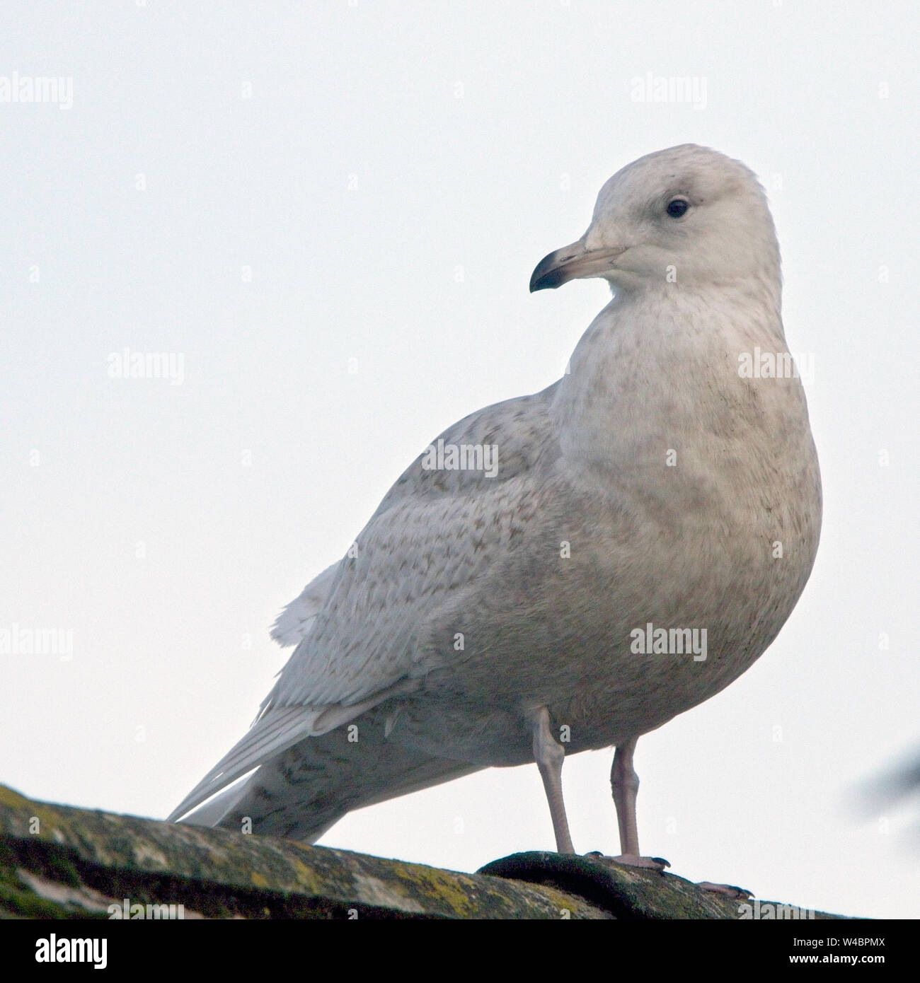 Iceland Gull (Larus glaucoides), juvenile, Newlyn harbour, Cornwall ...