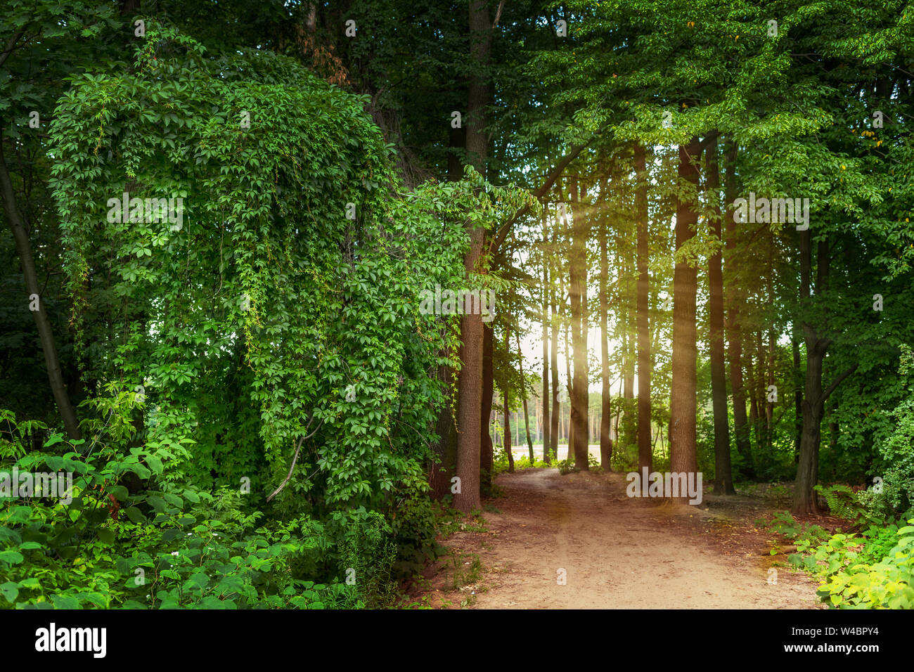 Sunny day in the park. Green summer. Paths in the park. Summer pine ...