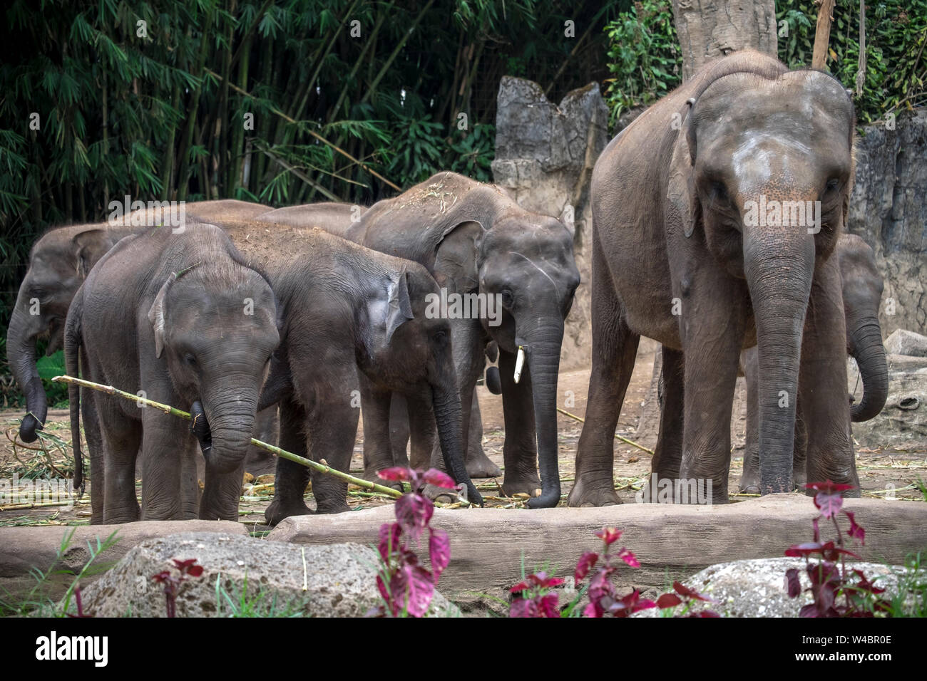 Group of elephant hi-res stock photography and images - Alamy