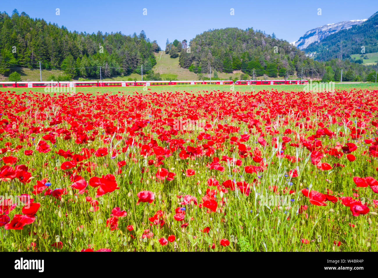 Swiss poppy field hi-res stock photography and images - Alamy