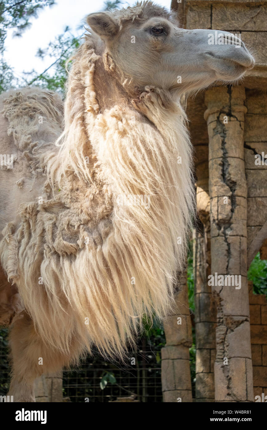 THE BACTRIAN CAMEL HEAD CLOSE UP Stock Photo - Alamy