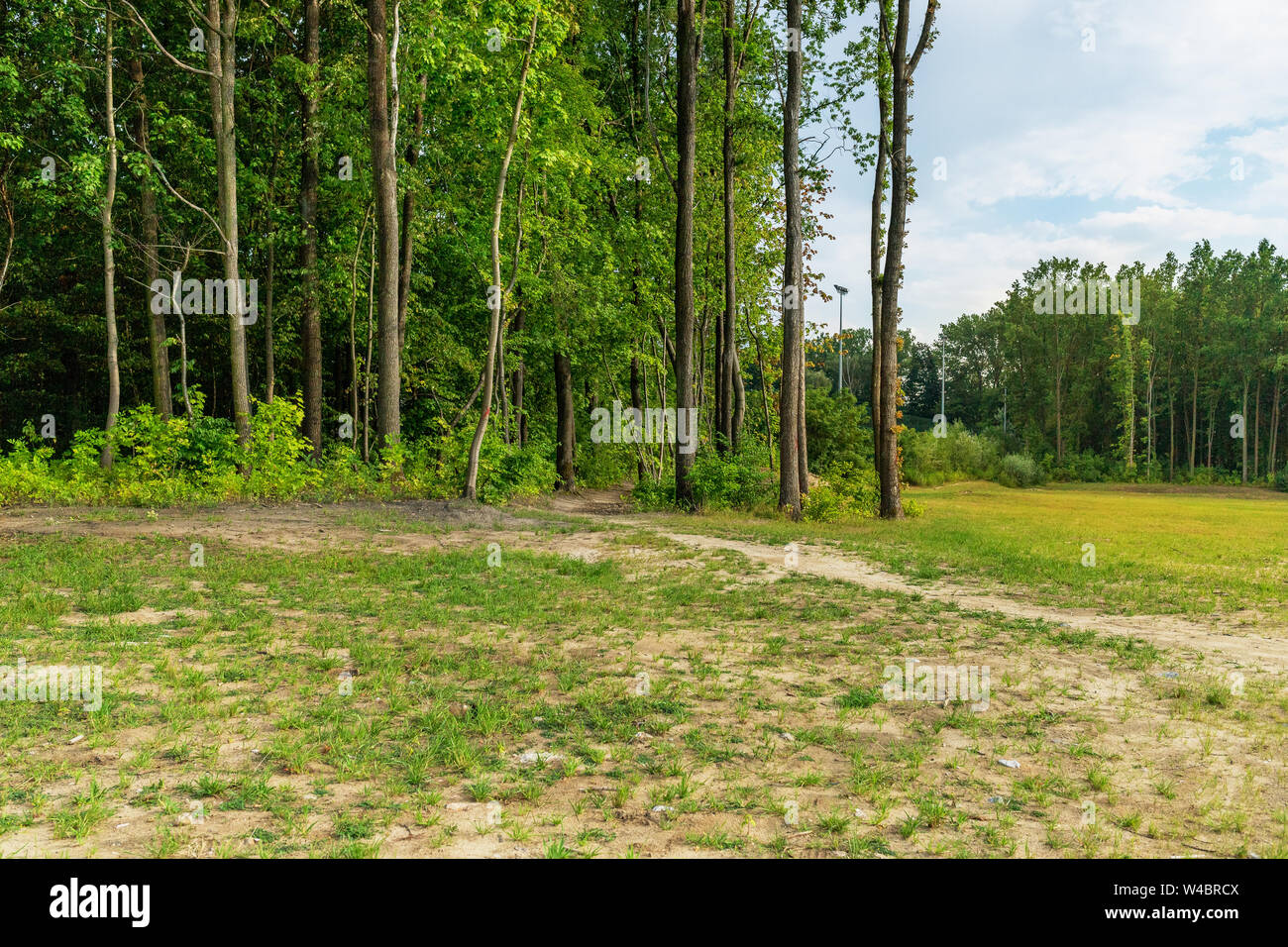 Sunny day in the park. Green summer. Paths in the park. Summer pine ...
